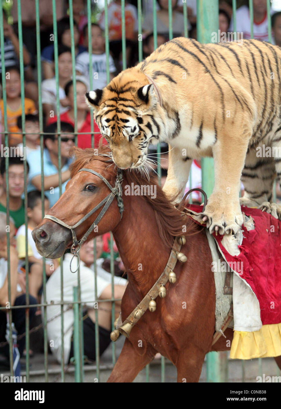 ANIMAL MAGIC These performing beasts wowed the crowds at a circus in ...