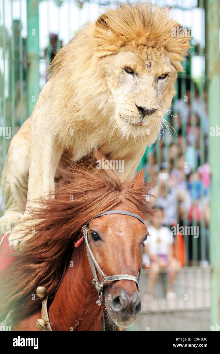 ANIMAL MAGIC These performing beasts wowed the crowds at a circus in ...