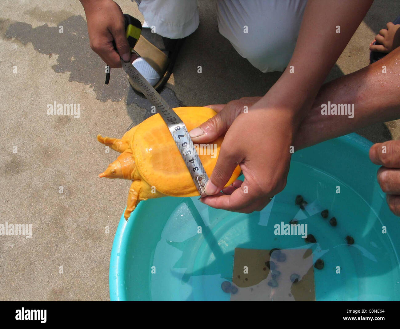 RARE TURTLE COMES OUT OF ITS SHELL An ultra-rare golden turtle has been ...