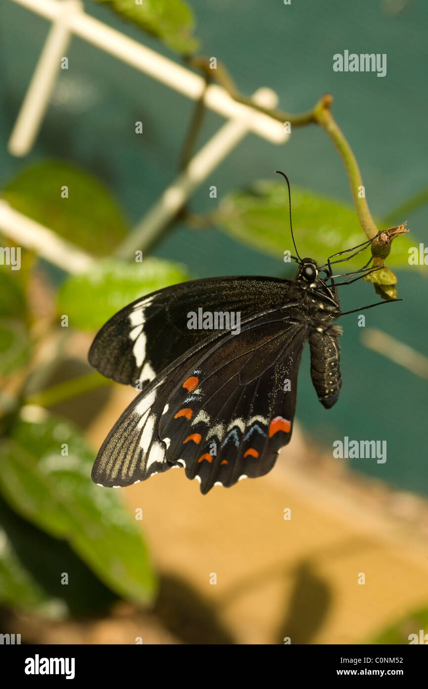 Male Orchard swallowtail (Papilio aegeus Stock Photo - Alamy