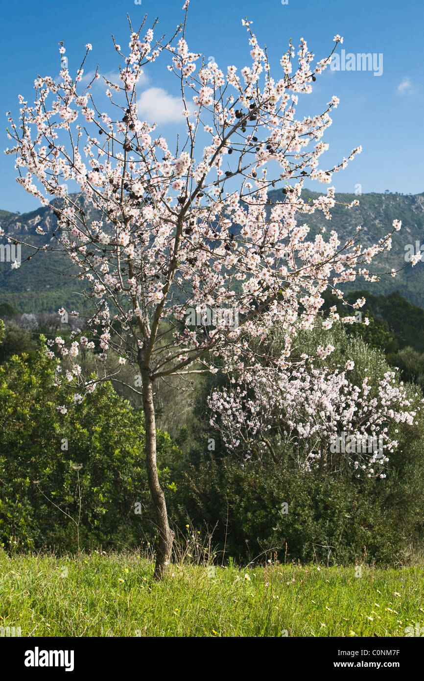 Almond tree in blossom, Mallorca, Balearic Islands, Spain Stock Photo ...