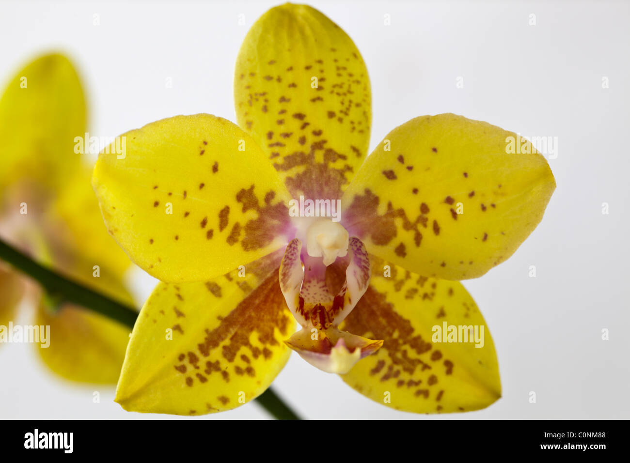 Yellow Phalaenopsis orchid in studio setting Stock Photo - Alamy