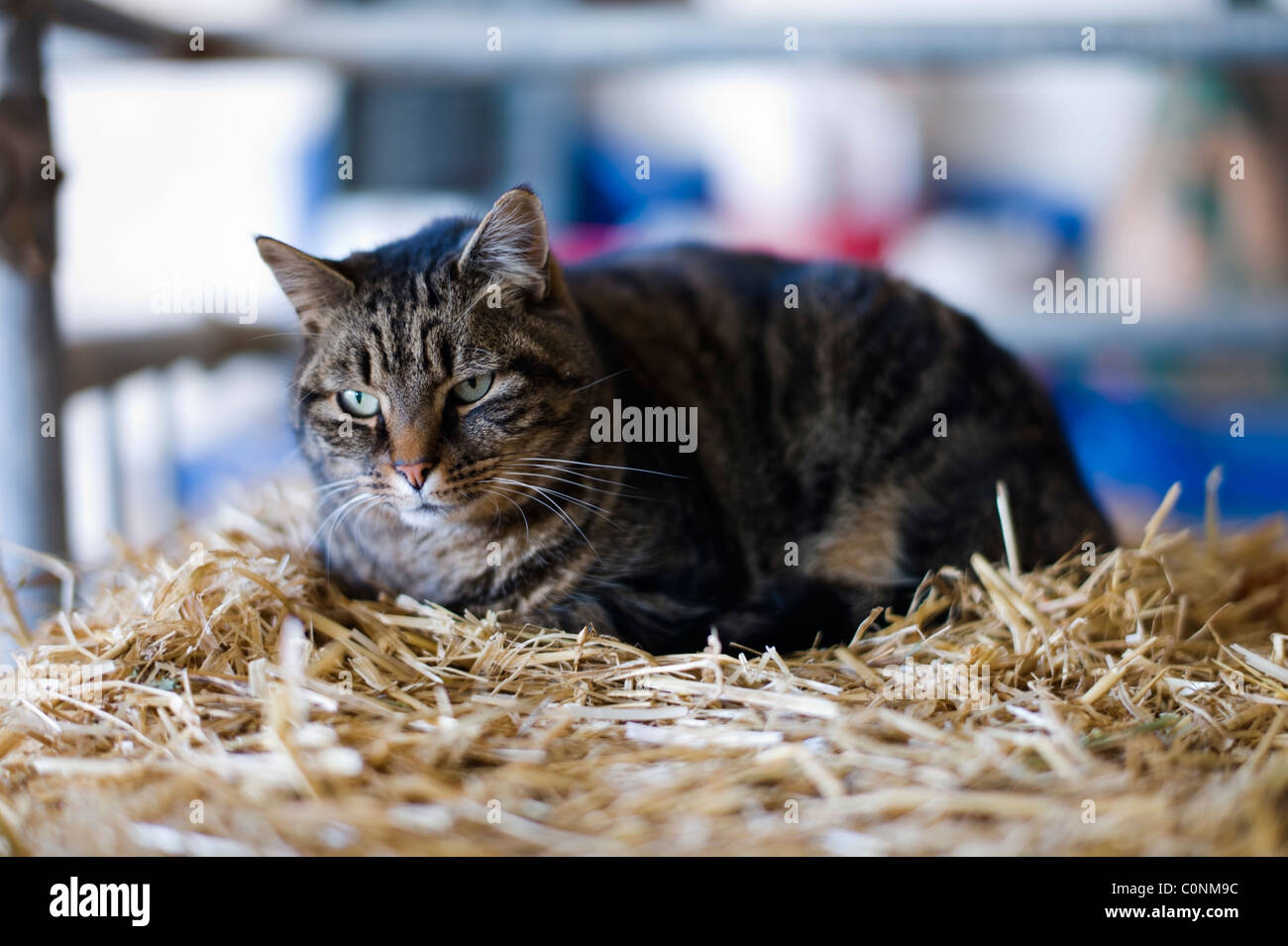 Farm cat at the Amish Farm and House Lancaster County Pennsylvania USA ...