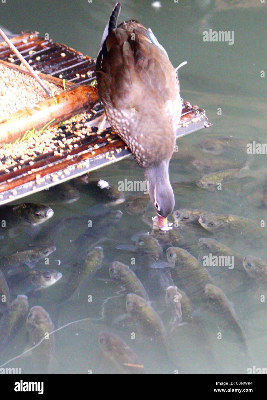 HERE'S YOUR FOOD...AND HERE'S THE BILL! A caring duck looks out for his ...
