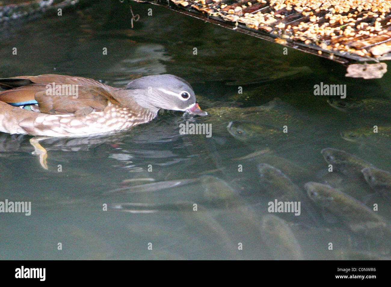HERE'S YOUR FOOD...AND HERE'S THE BILL! A caring duck looks out for his ...