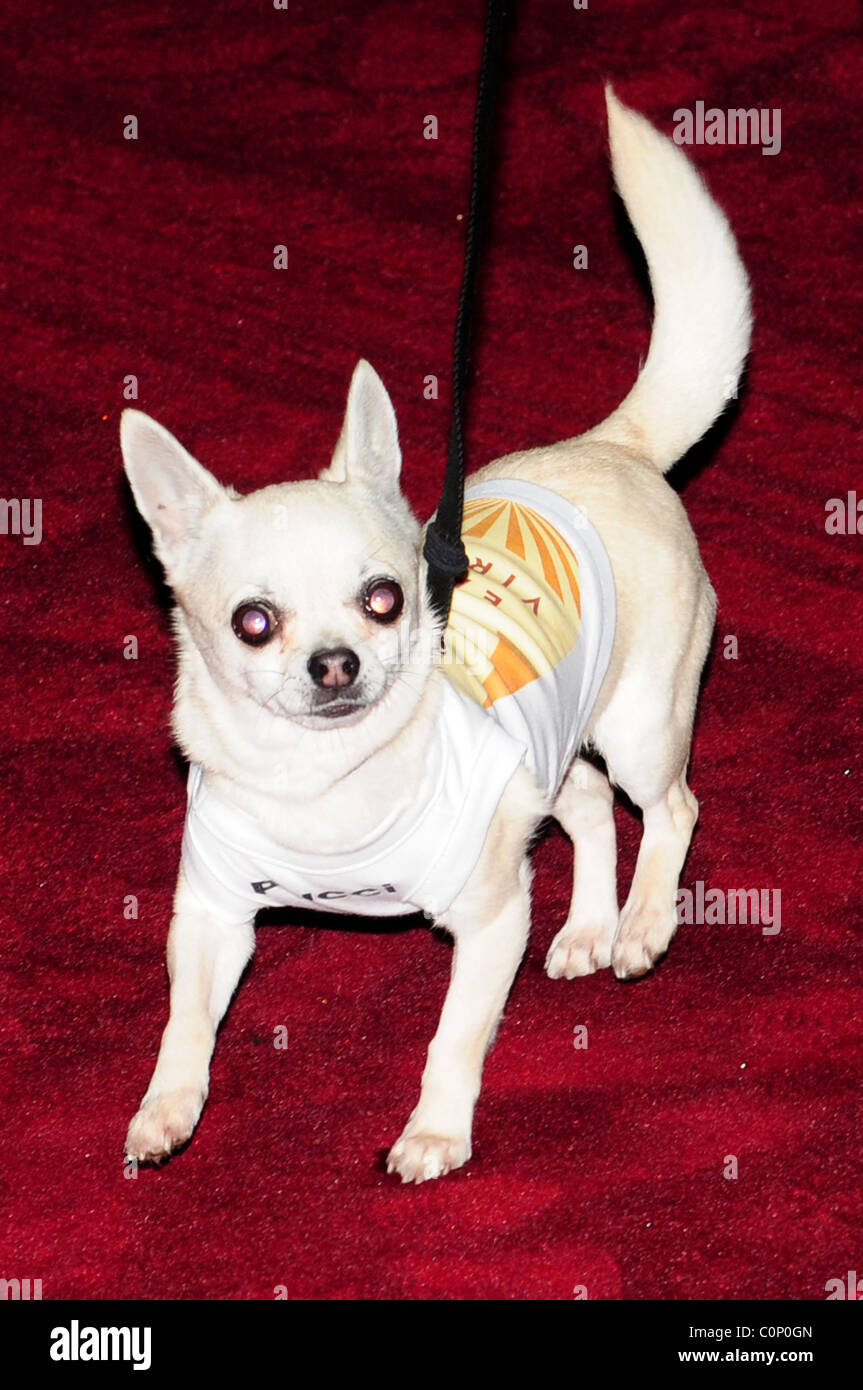 Fizz the dog The Times BFI London Film Festival - Screening of 'Easy ...