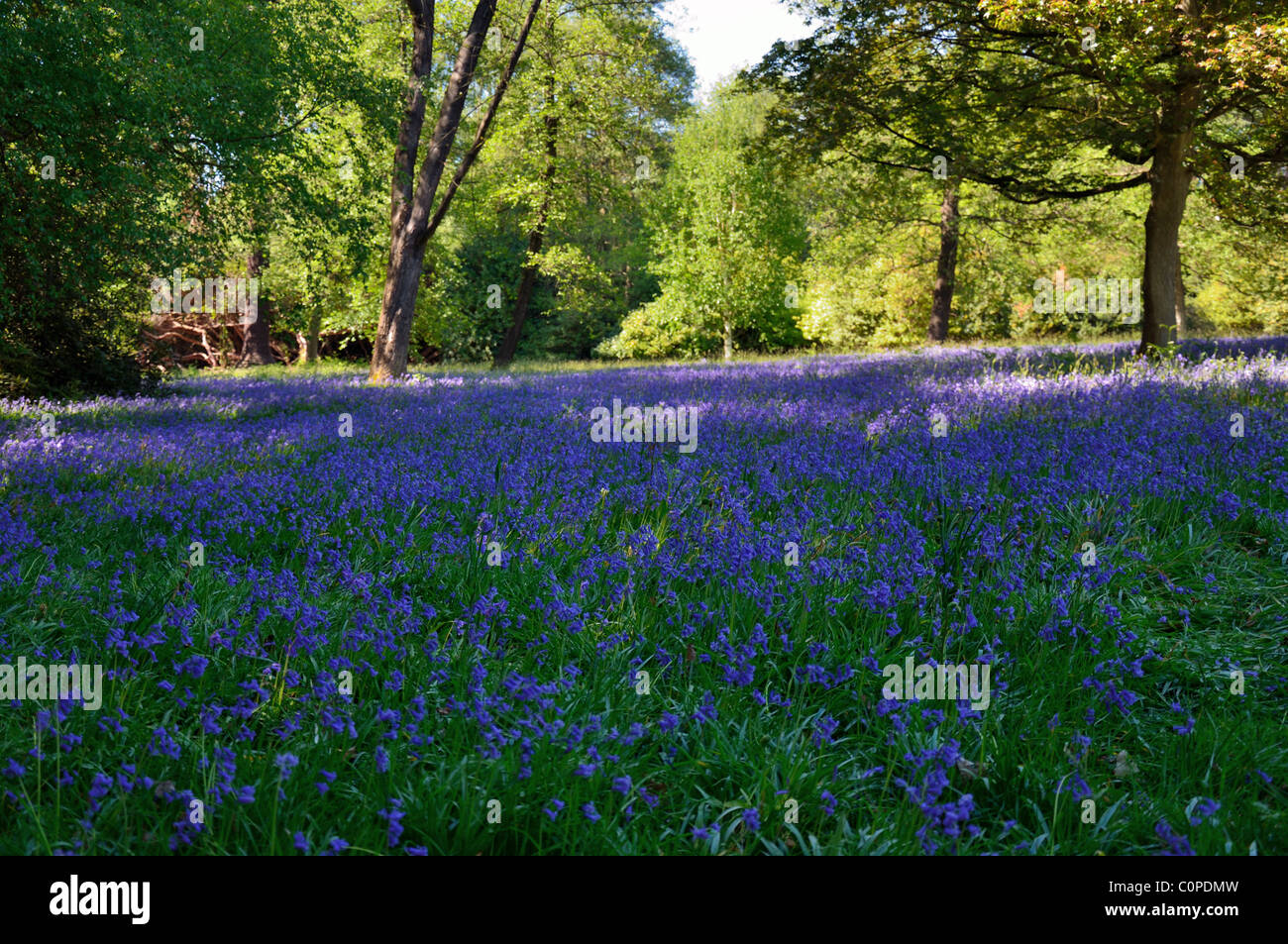A Sea of Bluebells Stock Photo - Alamy