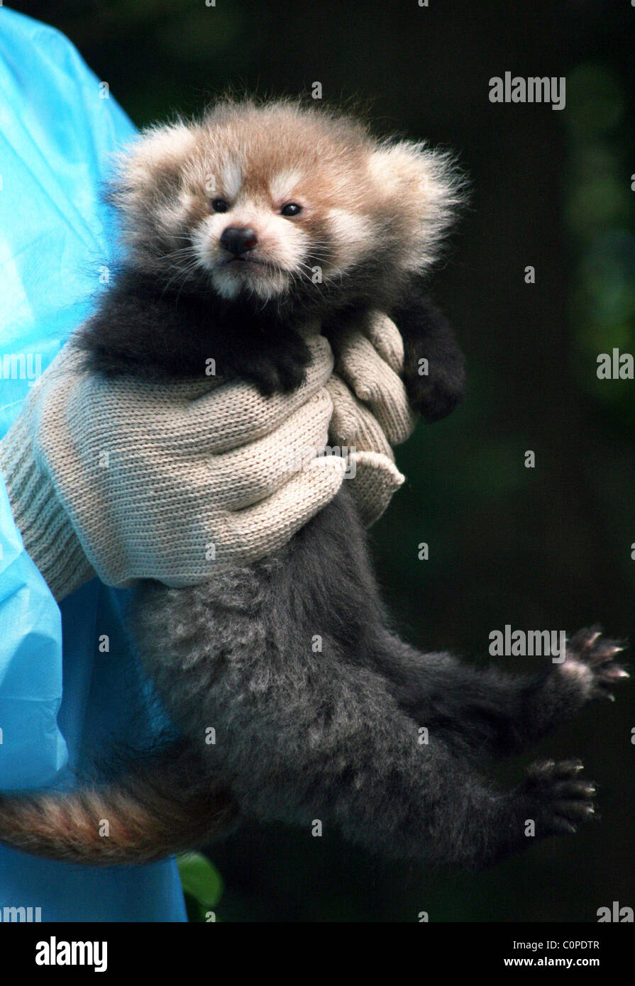 PLUCKY PANDAS ARE FURRY CUTE Proud conservation workers show off their ...