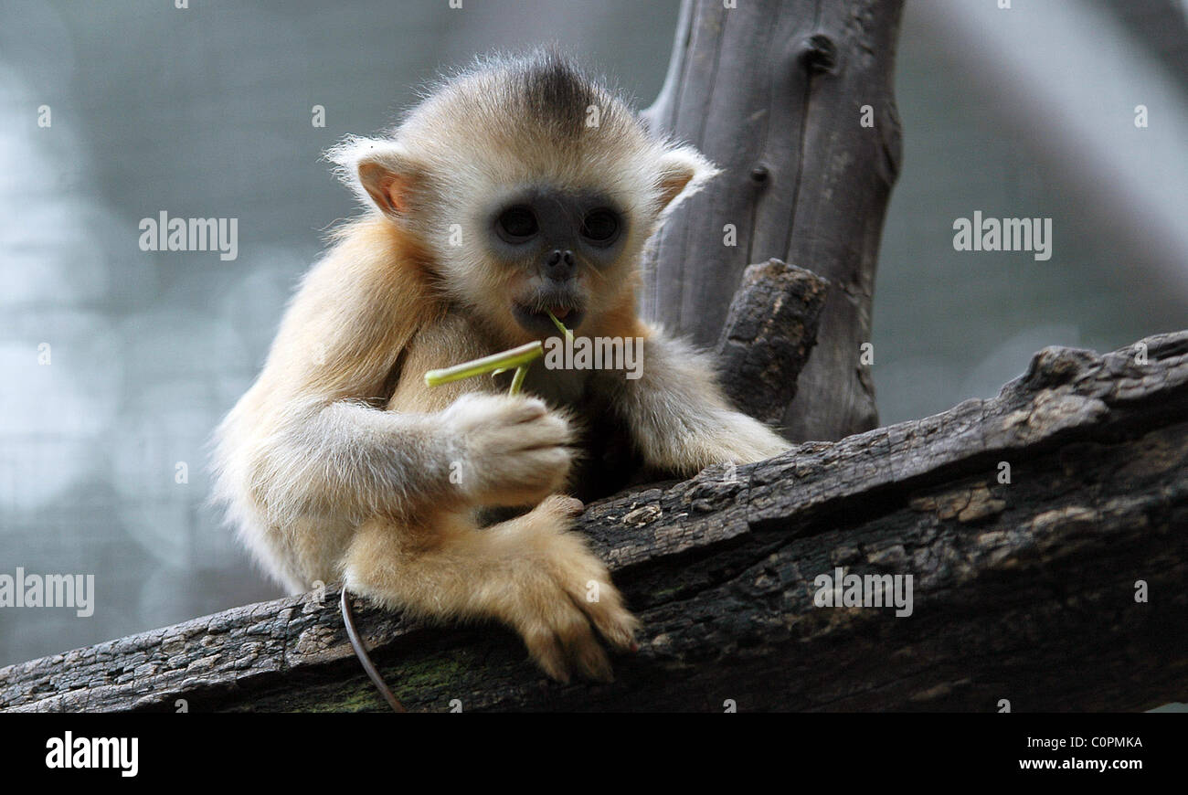 KING OF THE SWINGERS What a cheeky monkey! This Sichuan snub-nosed ...