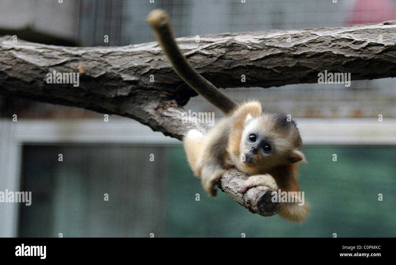 KING OF THE SWINGERS What a cheeky monkey! This Sichuan snub-nosed ...