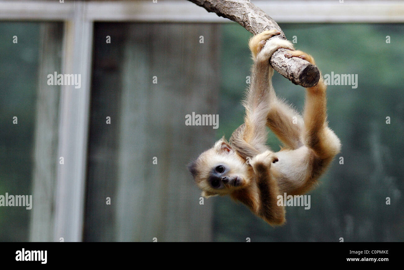KING OF THE SWINGERS What a cheeky monkey! This Sichuan snub-nosed ...