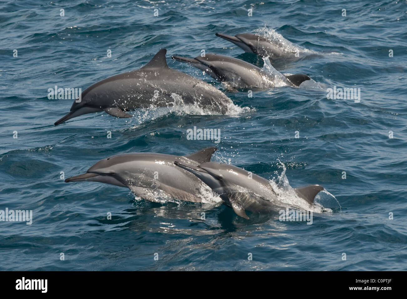 Hawaiian/Grays Spinner Dolphin, Stenella longirostris, porpoising ...