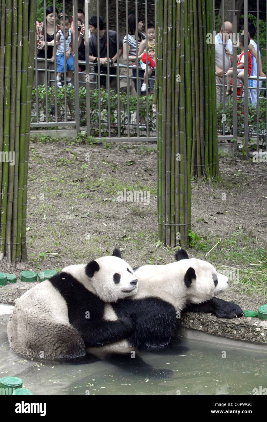 PANDAS RESCUED FROM QUAKE ZONE These two pandas are recovering at a zoo ...