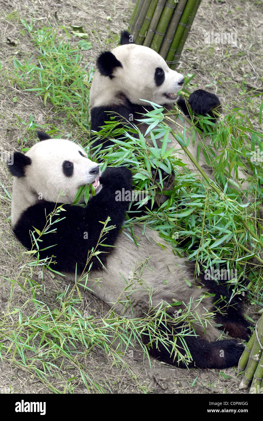 PANDAS RESCUED FROM QUAKE ZONE These two pandas are recovering at a zoo ...