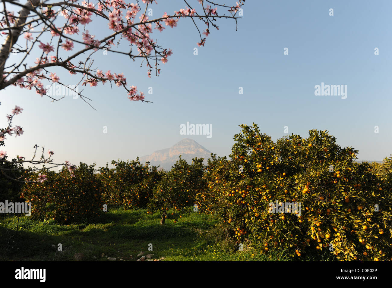 Orange trees oranges in mountain hi-res stock photography and images ...