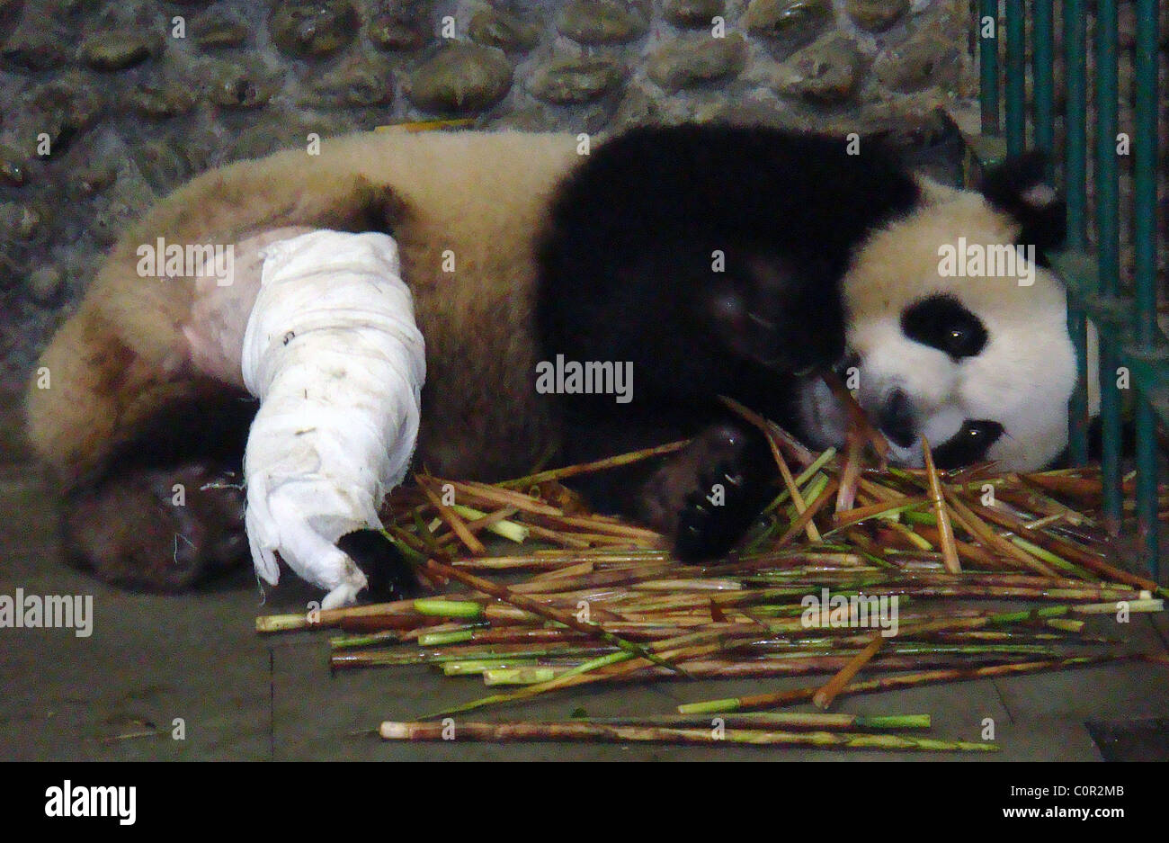 KUNG-PHEW PANDA This giant panda bear had a lucky escape after ...