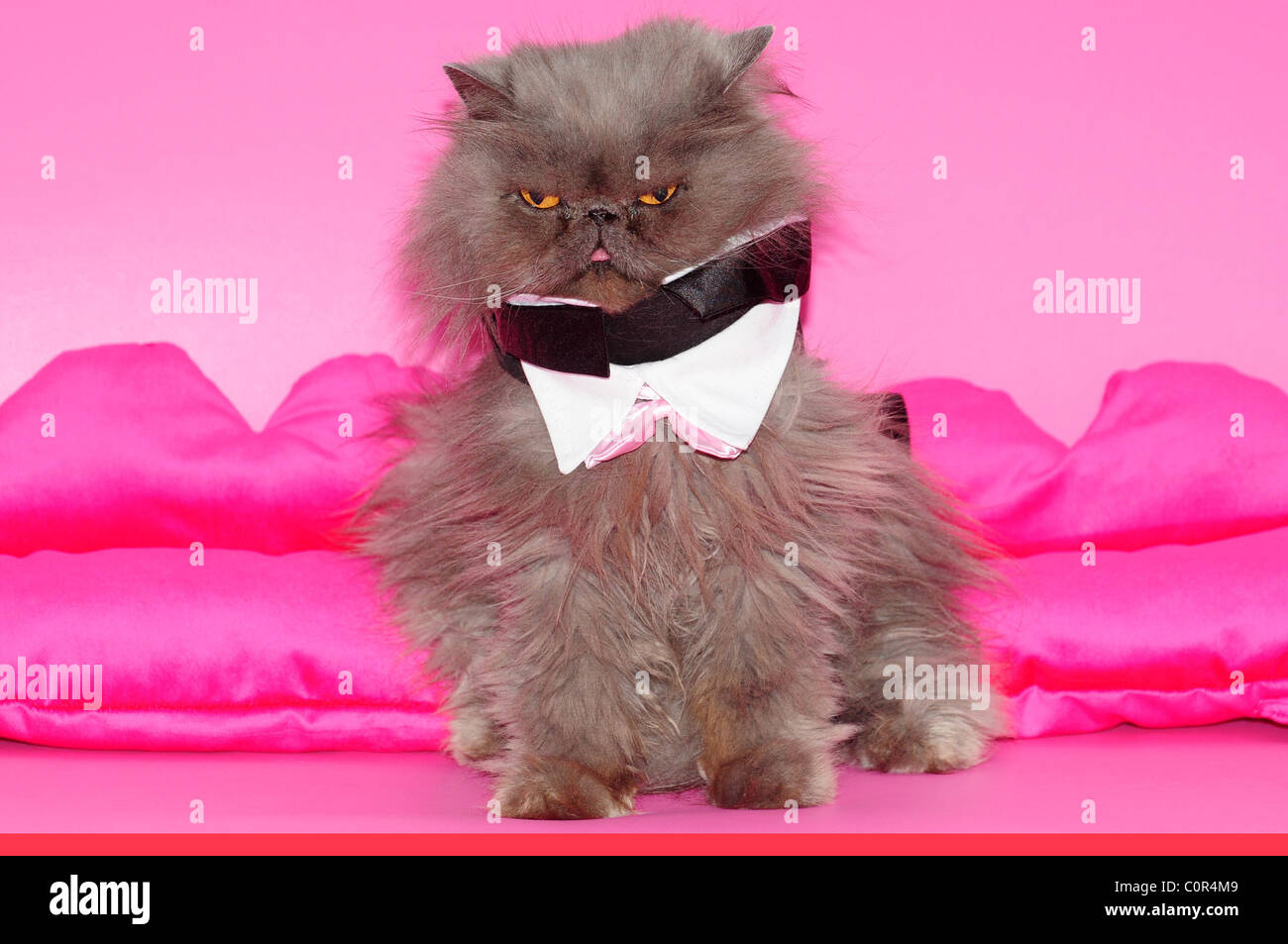 Benny the Cat at the UK film premiere of ''Angus, Thongs and Perfect ...