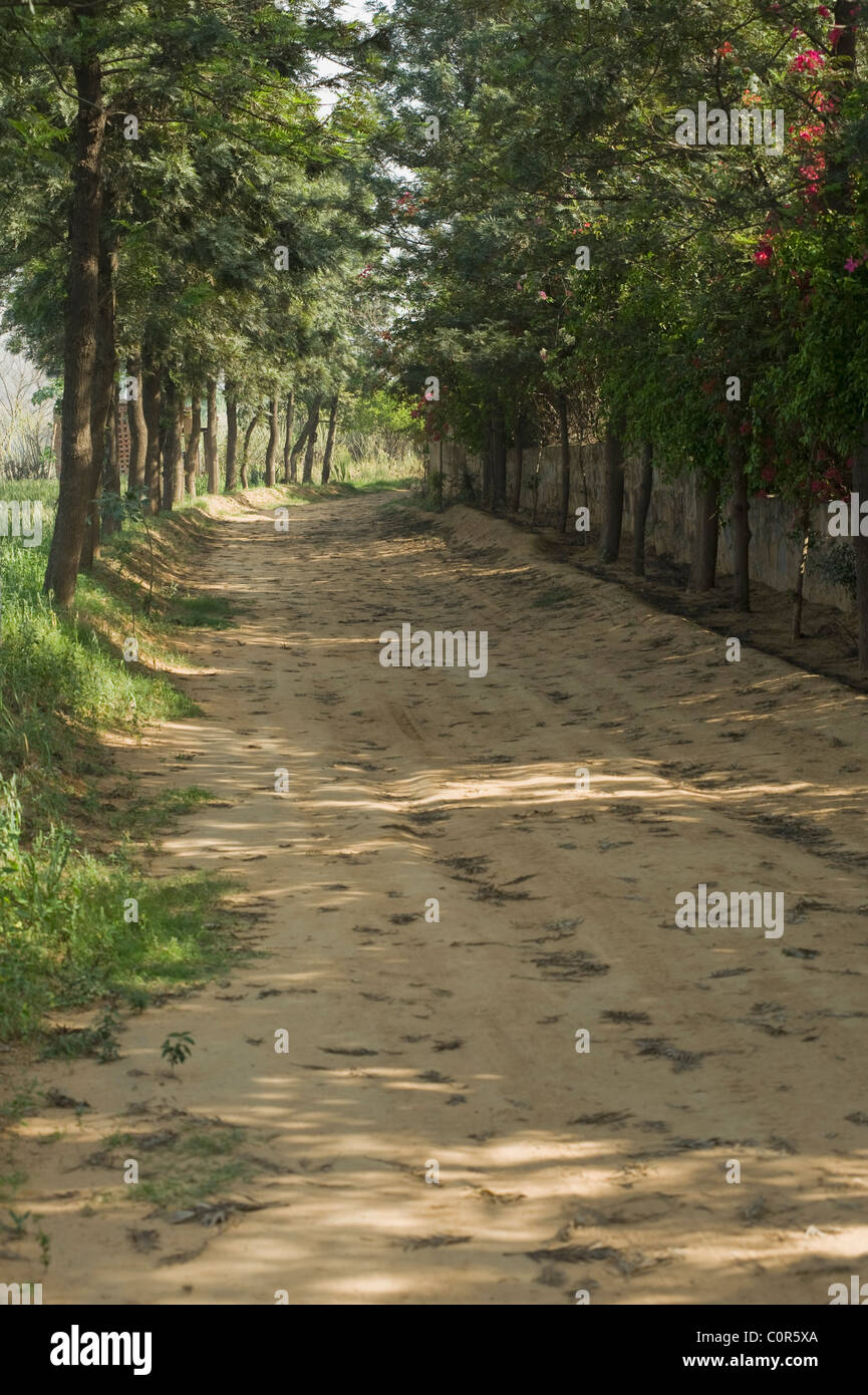 India haryana trees hi-res stock photography and images - Alamy