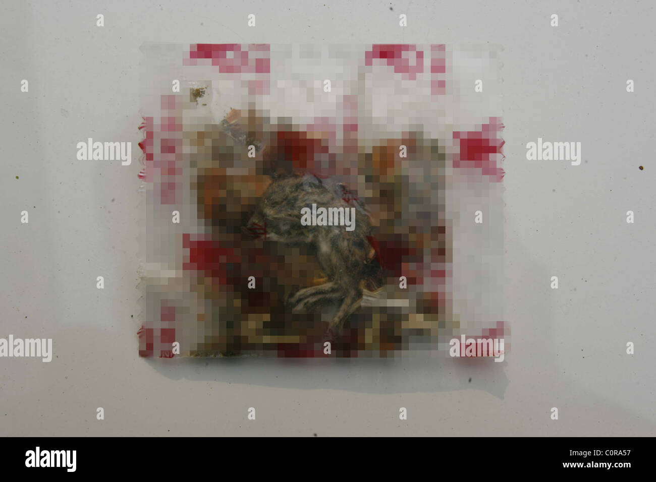 RAT'S A SMALL ONE! This sneaky rodent got trapped in a packet of ...