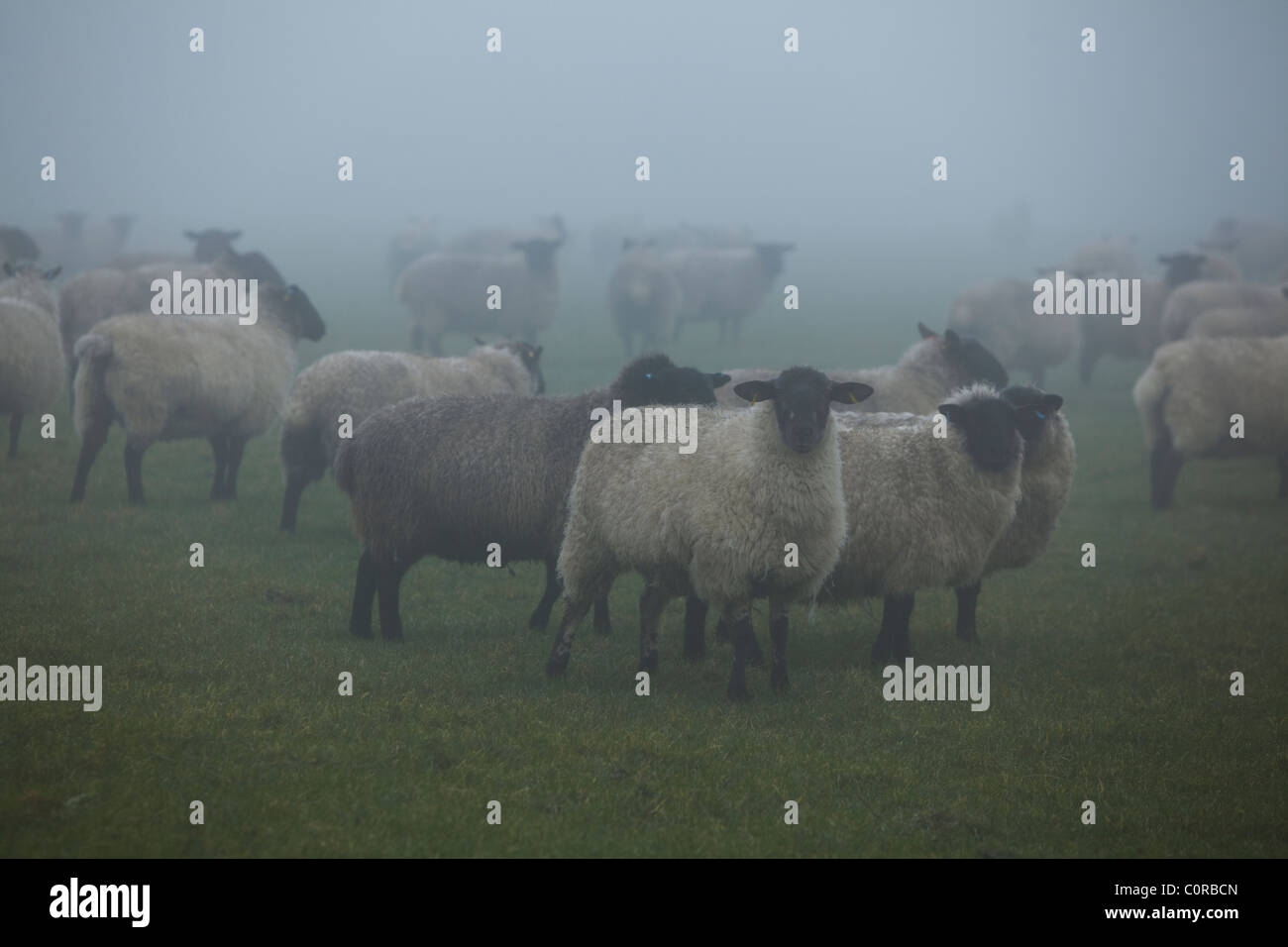 Field Full Of Sheep High Resolution Stock Photography and Images - Alamy