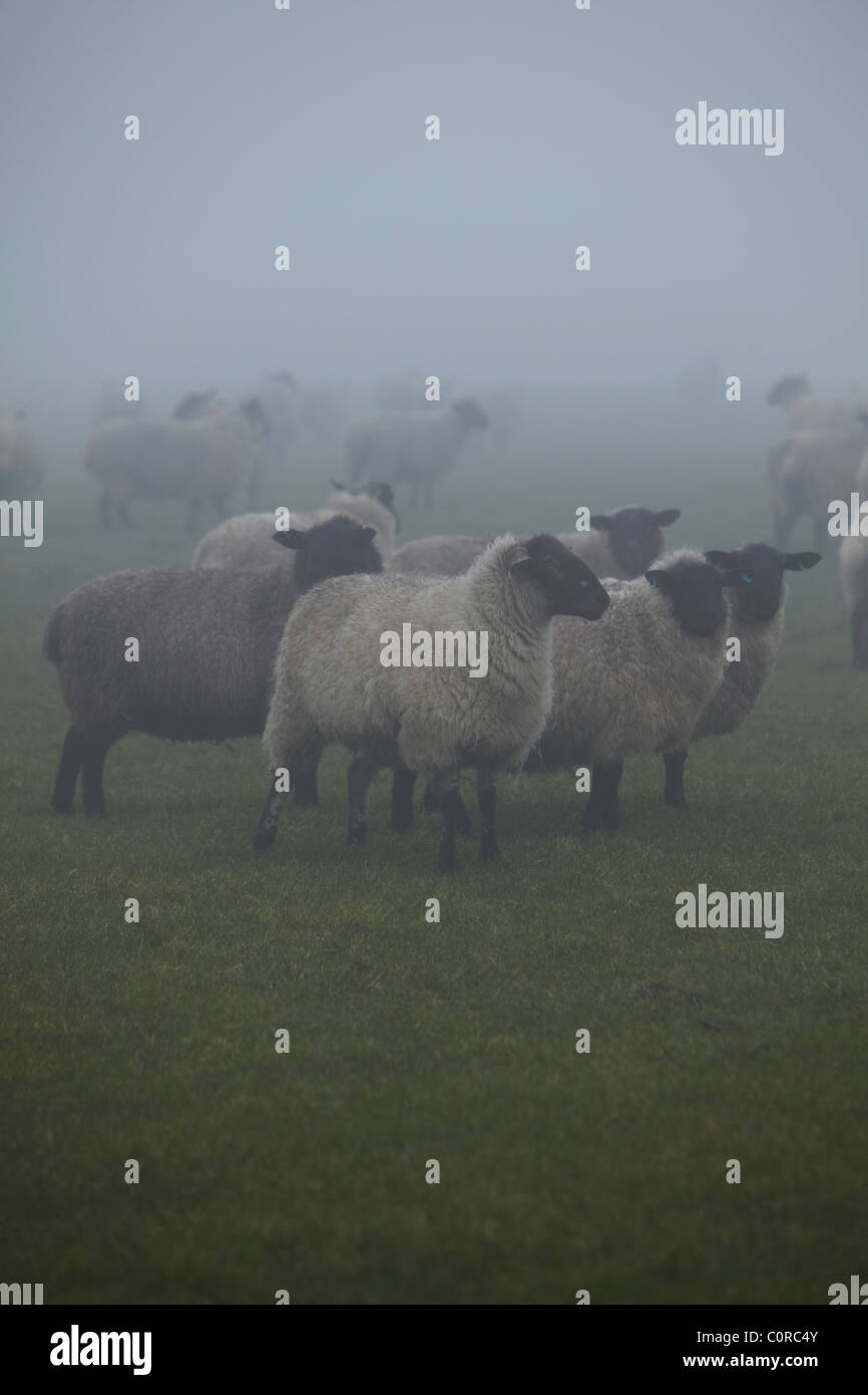misty field full of sheep Stock Photo - Alamy