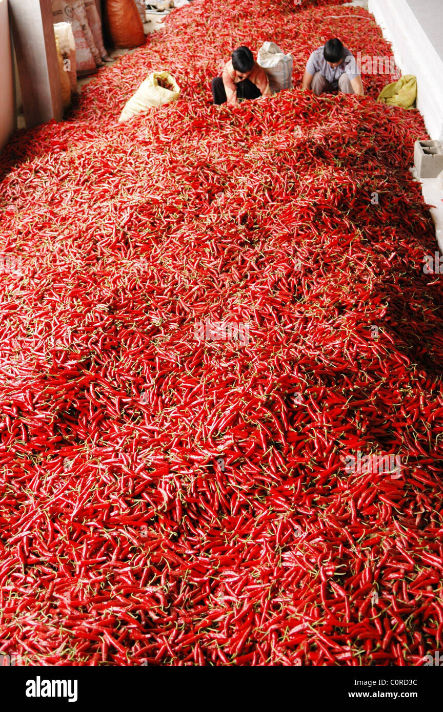 HOT STUFF FOR CHILLI SEASON Don't burn your hands! A peasant in China ...