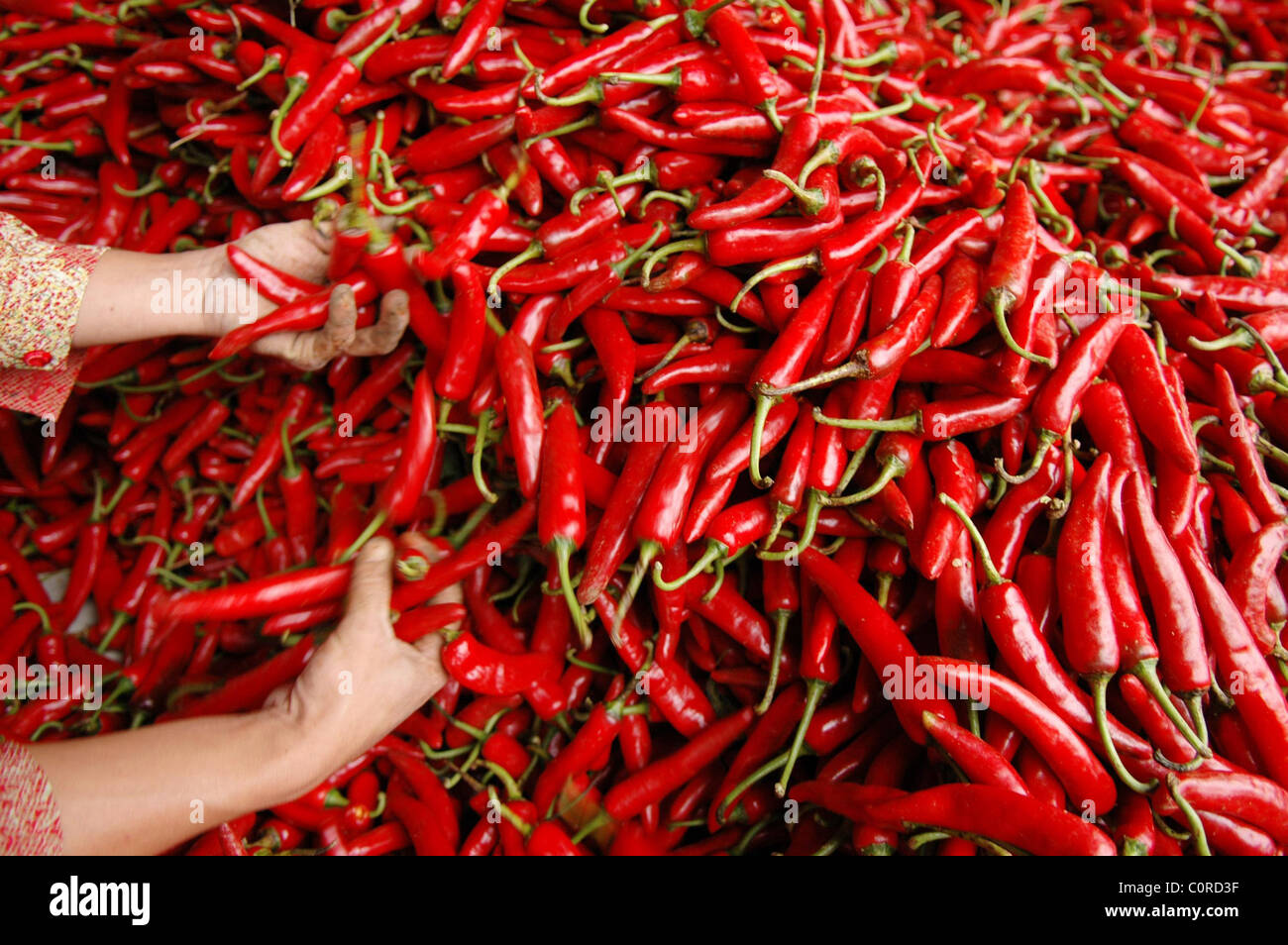 HOT STUFF FOR CHILLI SEASON Don't burn your hands! A peasant in China ...
