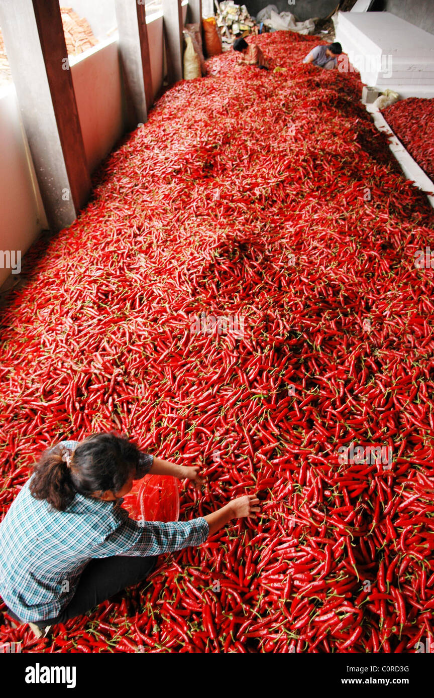 HOT STUFF FOR CHILLI SEASON Don't burn your hands! A peasant in China ...