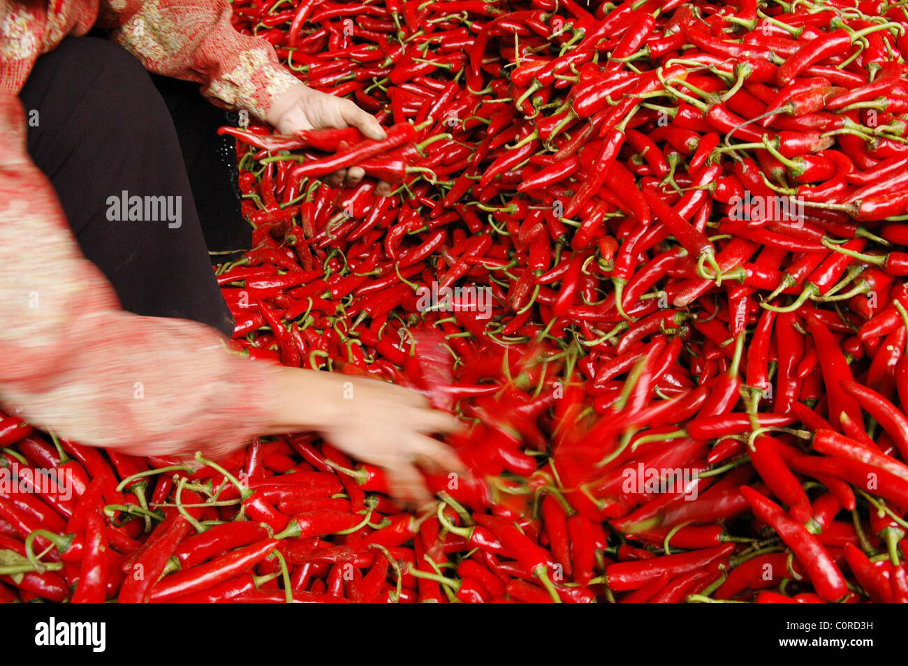 HOT STUFF FOR CHILLI SEASON Don't burn your hands! A peasant in China ...