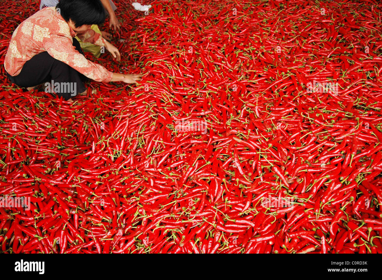 HOT STUFF FOR CHILLI SEASON Don't burn your hands! A peasant in China ...