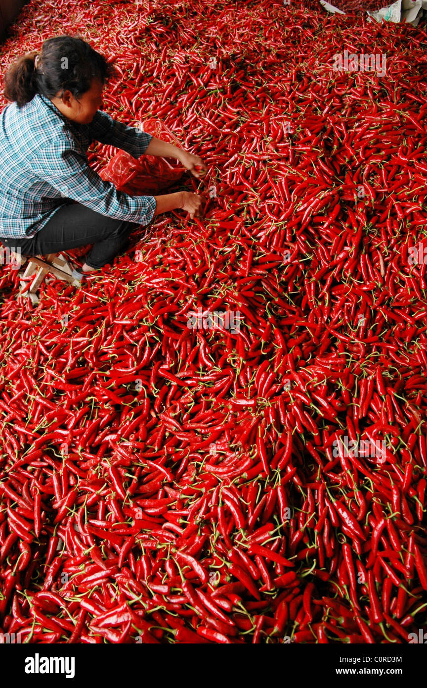 HOT STUFF FOR CHILLI SEASON Don't burn your hands! A peasant in China ...