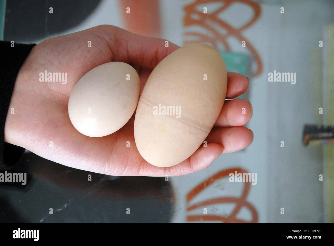 * ENORMOUS EGG A man in China compares an average white egg with ...