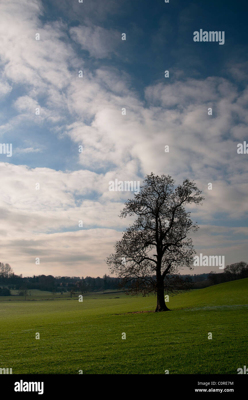Lone tree, cloudy sky Stock Photo - Alamy