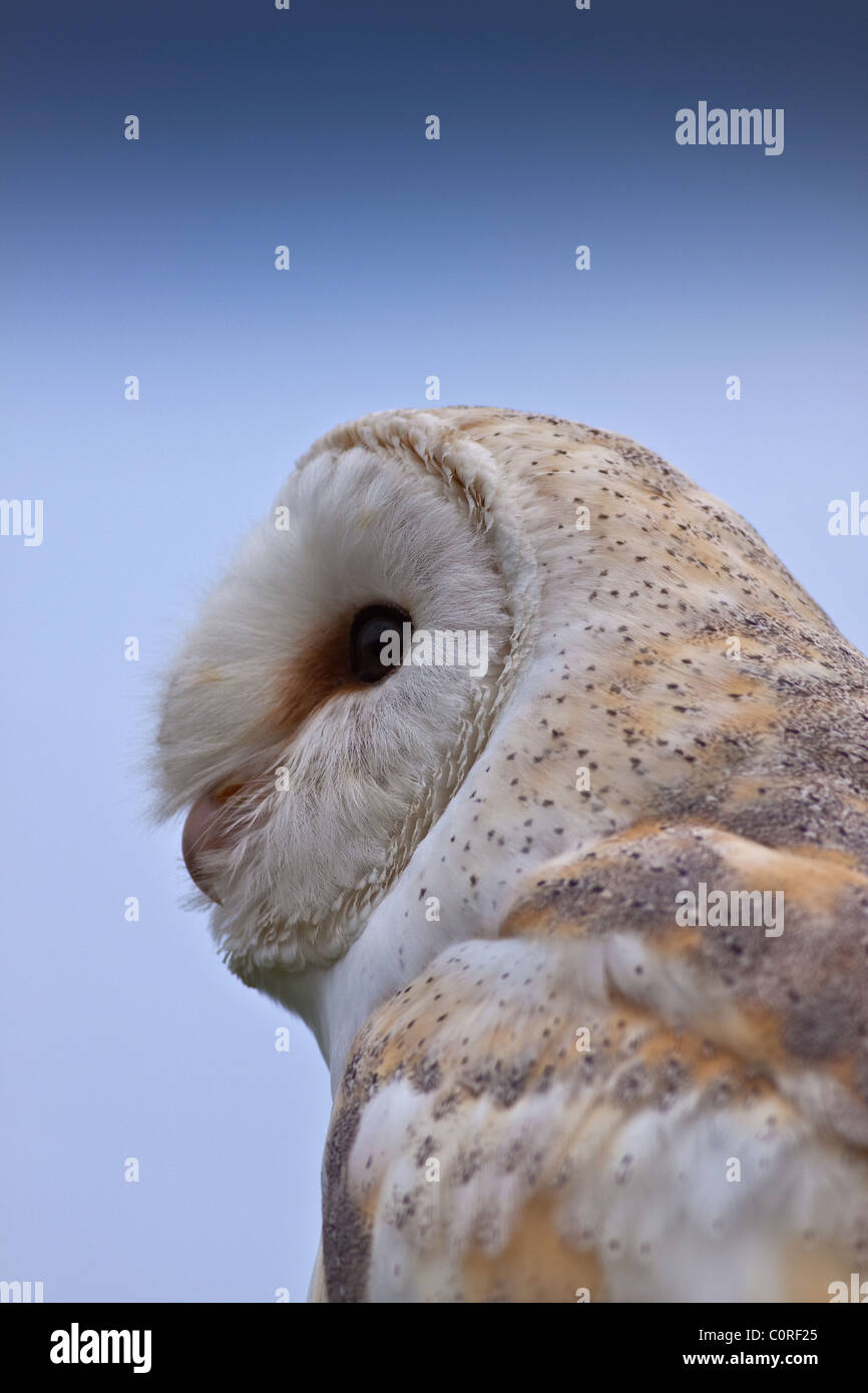 Watchful Barn Owl Stock Photo - Alamy