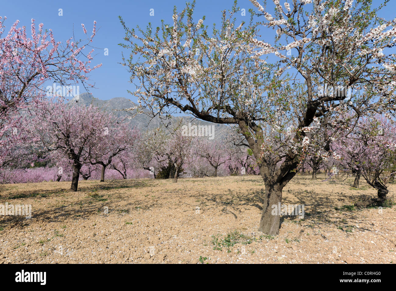almond orchard with blossom, [prunus dulcis], near Alcalali, Jalon ...