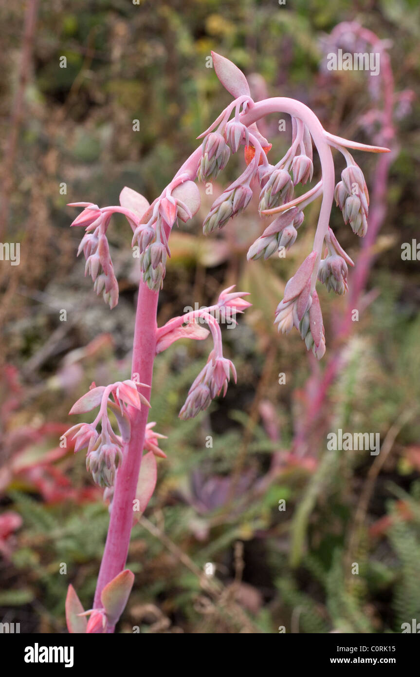 Oreja de burro (Donkey´s ear / Echeveria gibbiflora) flower Stock Photo ...