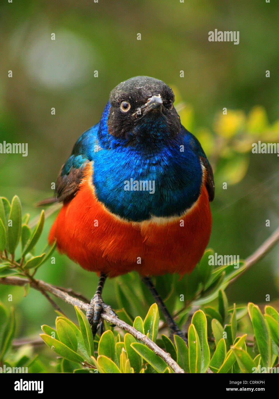 Superb Starling at Amboseli,Kenya Stock Photo - Alamy
