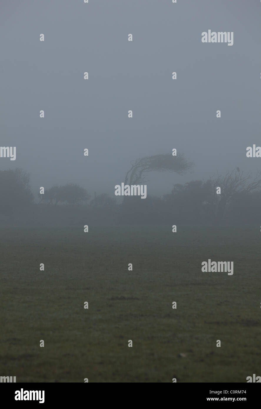 Windswept tree hi-res stock photography and images - Alamy