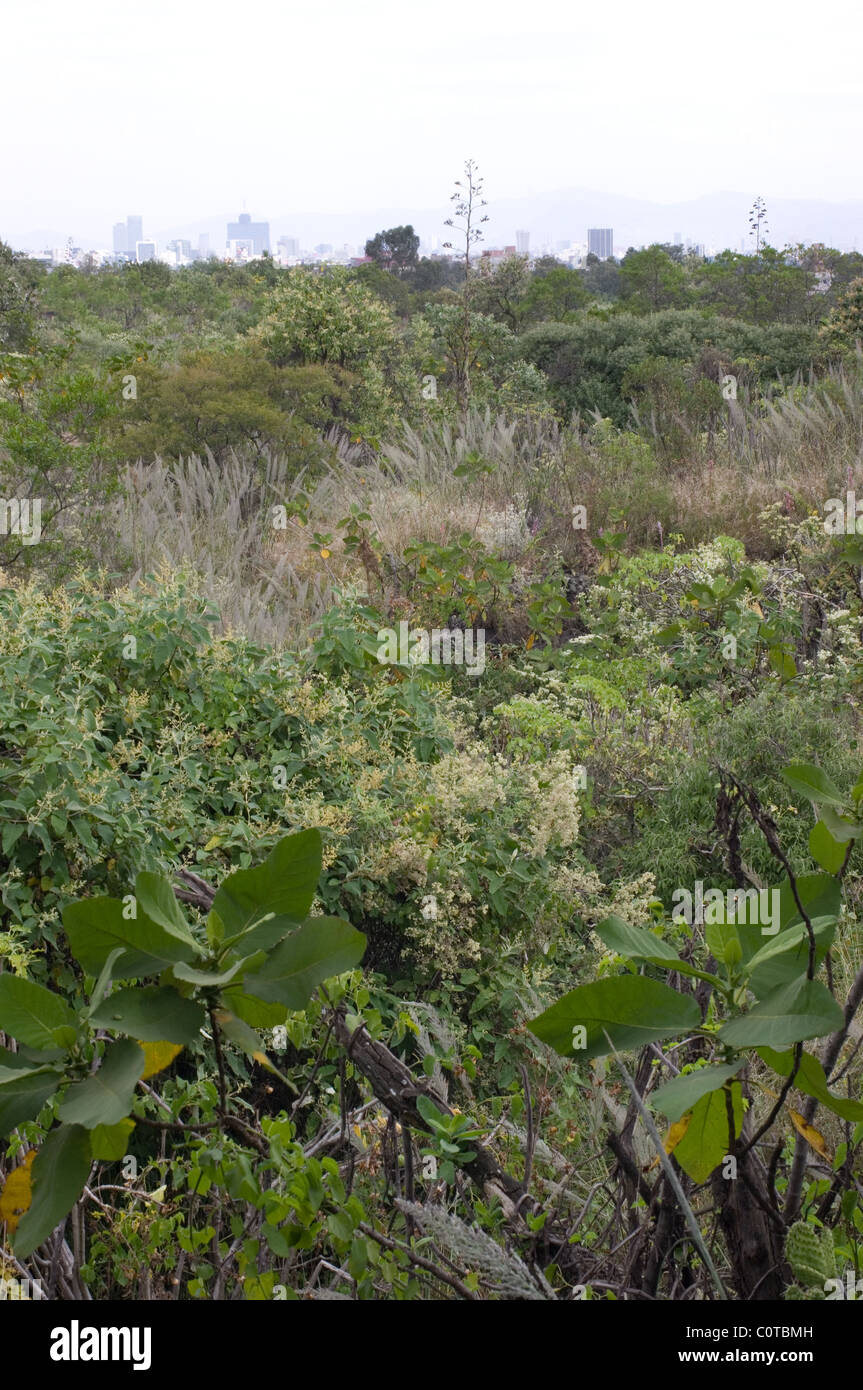 Xitle volcano hi-res stock photography and images - Alamy