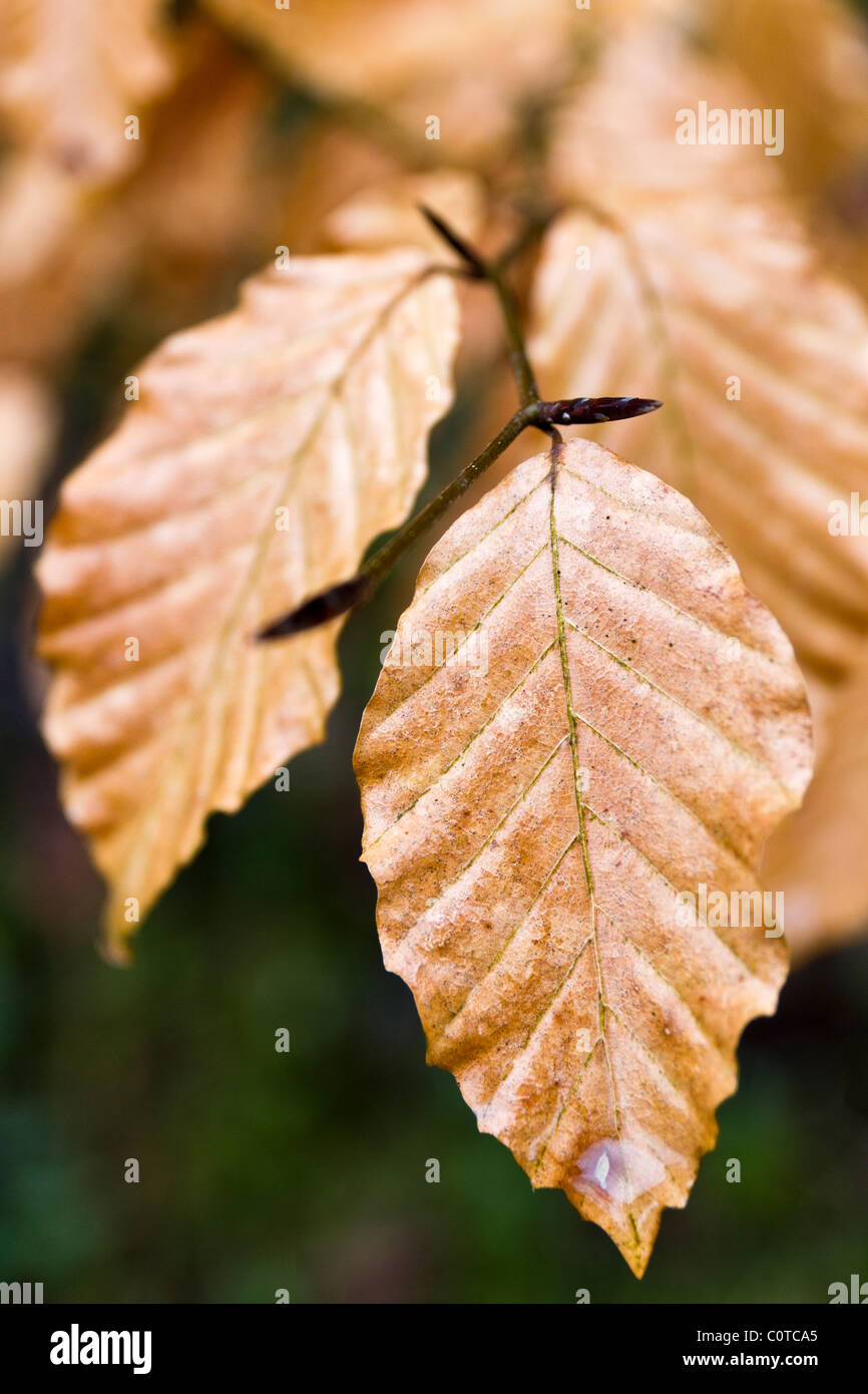 Beech leaves in winter Stock Photo - Alamy