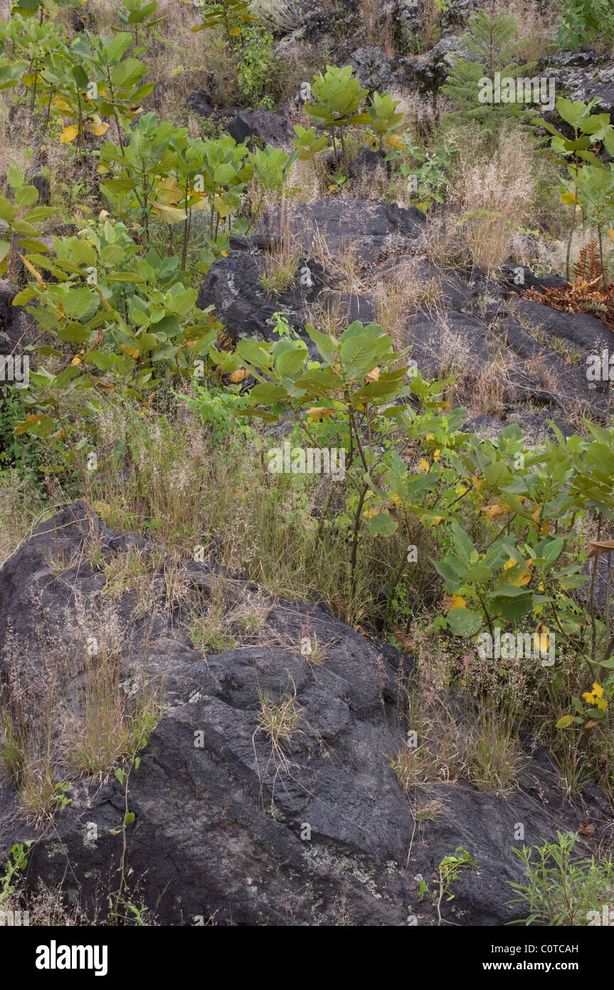 Pedregal de San Angel created by the eruption of the Xitle volcano ...