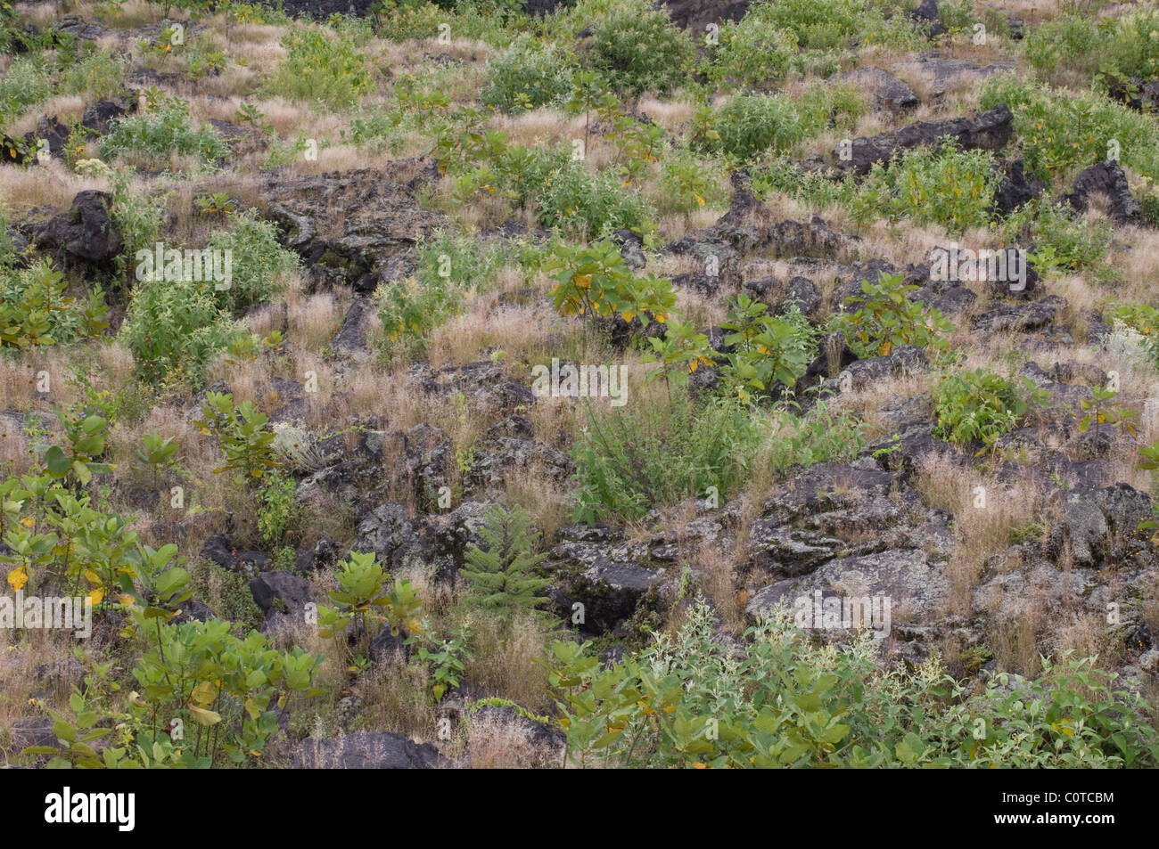 Pedregal de San Angel created by the eruption of the Xitle volcano ...