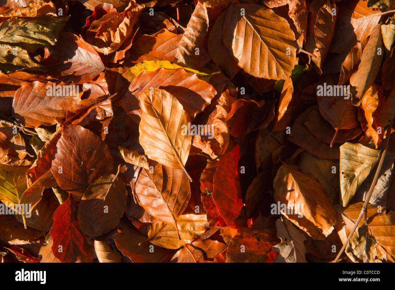 Leaf Crunch High Resolution Stock Photography and Images - Alamy