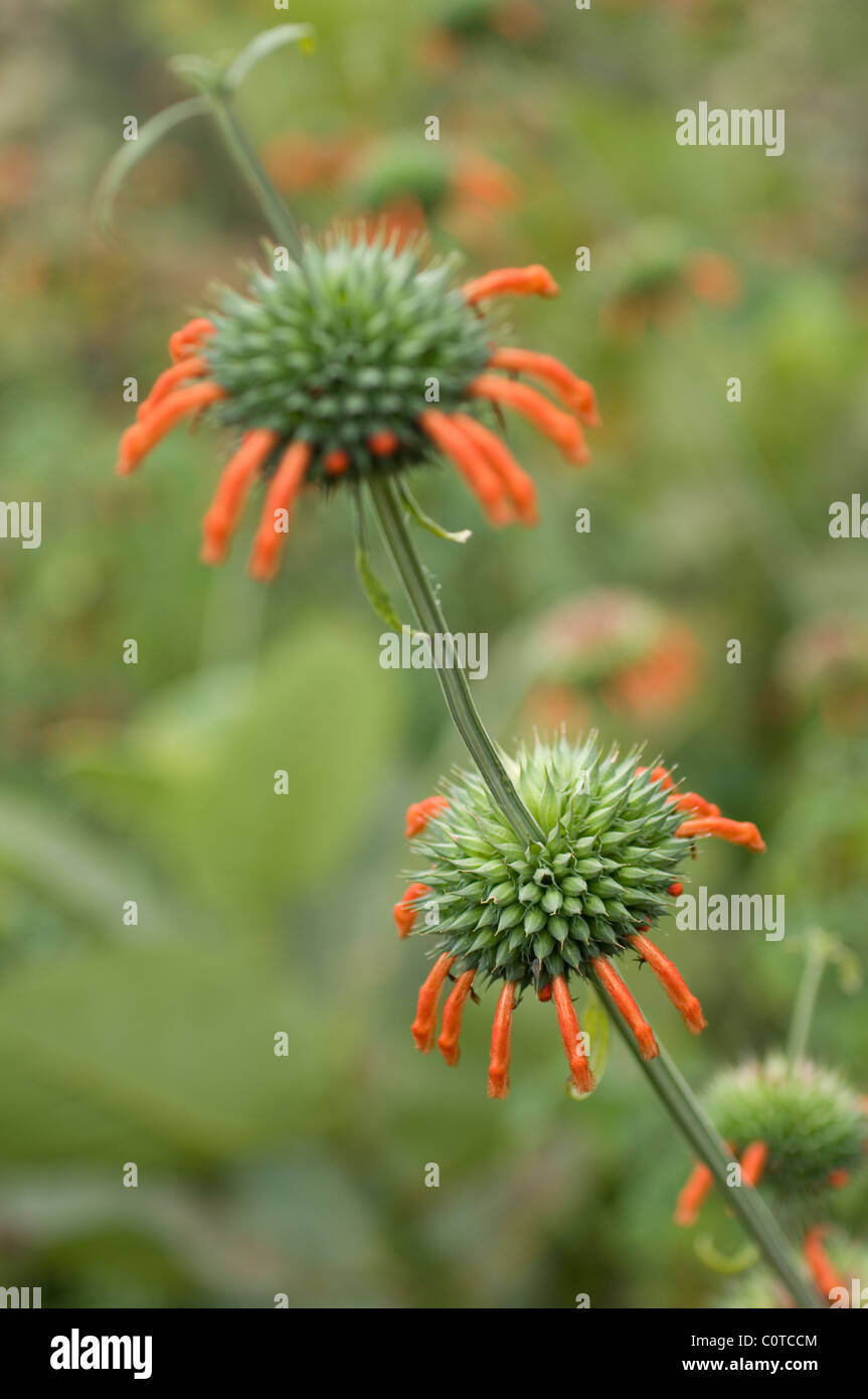 Lion's Tail (Leonotis leonurus) in Mexico Stock Photo - Alamy
