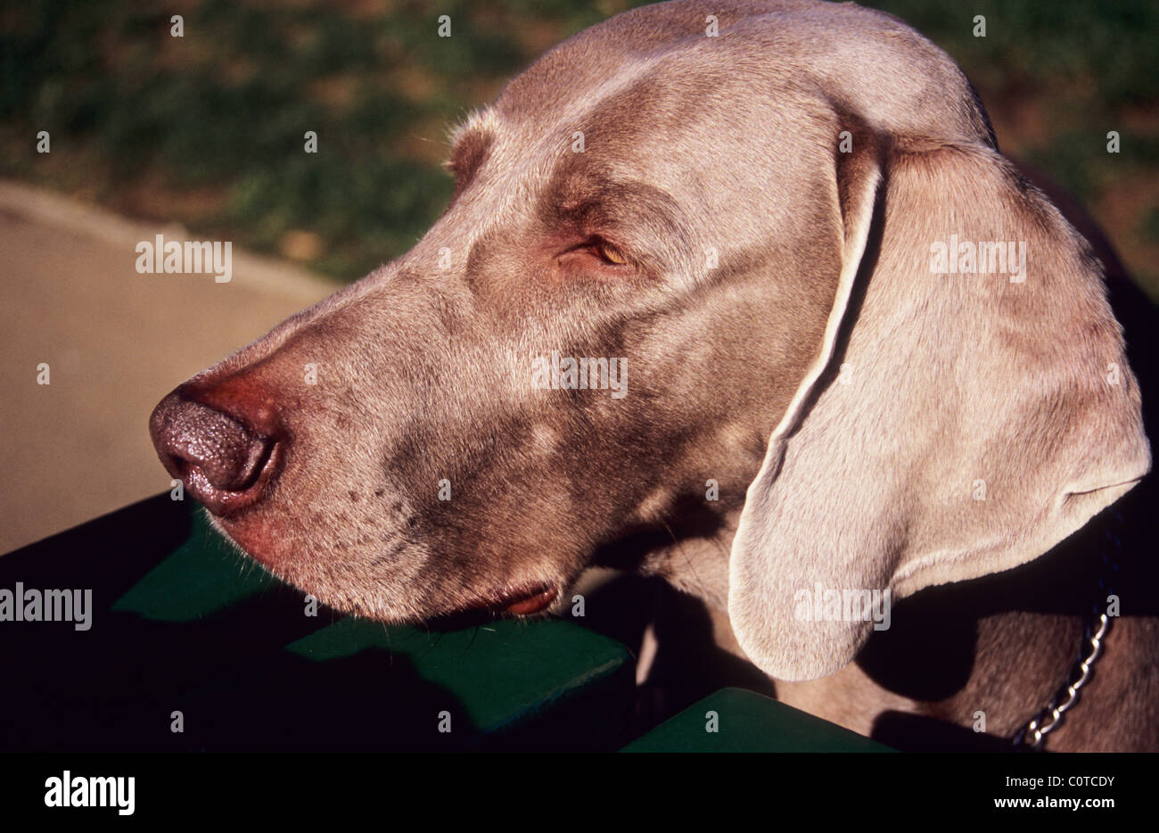 Weim hi-res stock photography and images - Alamy