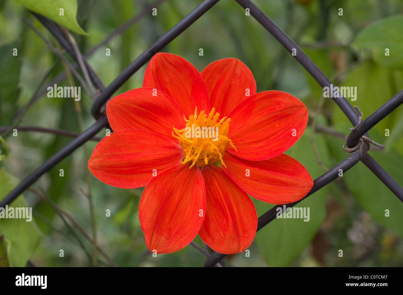 Photo of a wild red Dahlia flower (Dahlia coccinea) through a fence ...