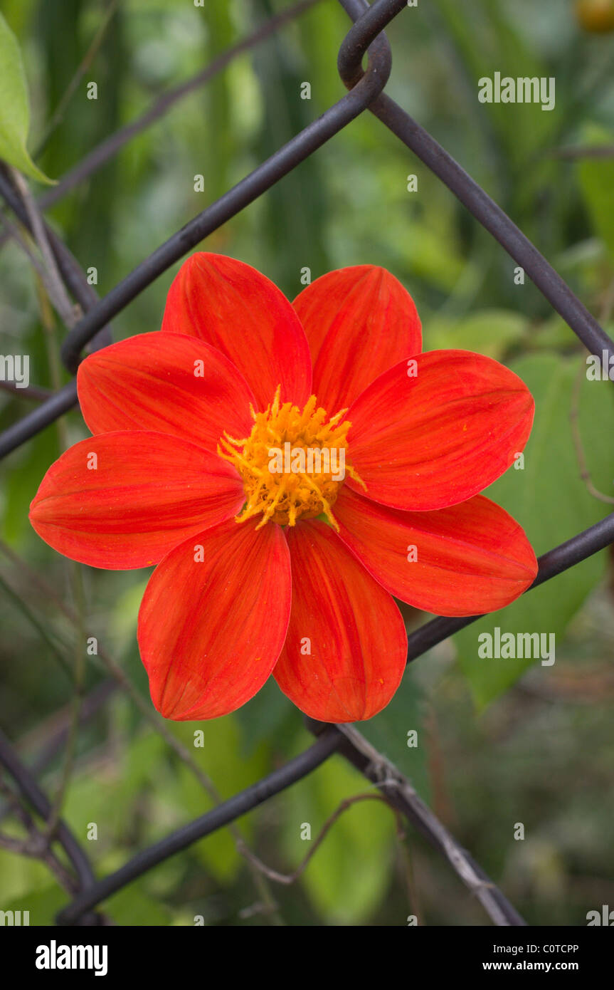 Photo of a wild red Dahlia flower (Dahlia coccinea) through a fence ...