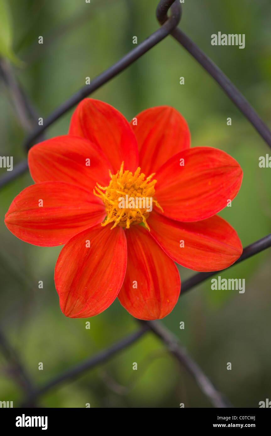 Photo of a wild red Dahlia flower (Dahlia coccinea) through a fence ...