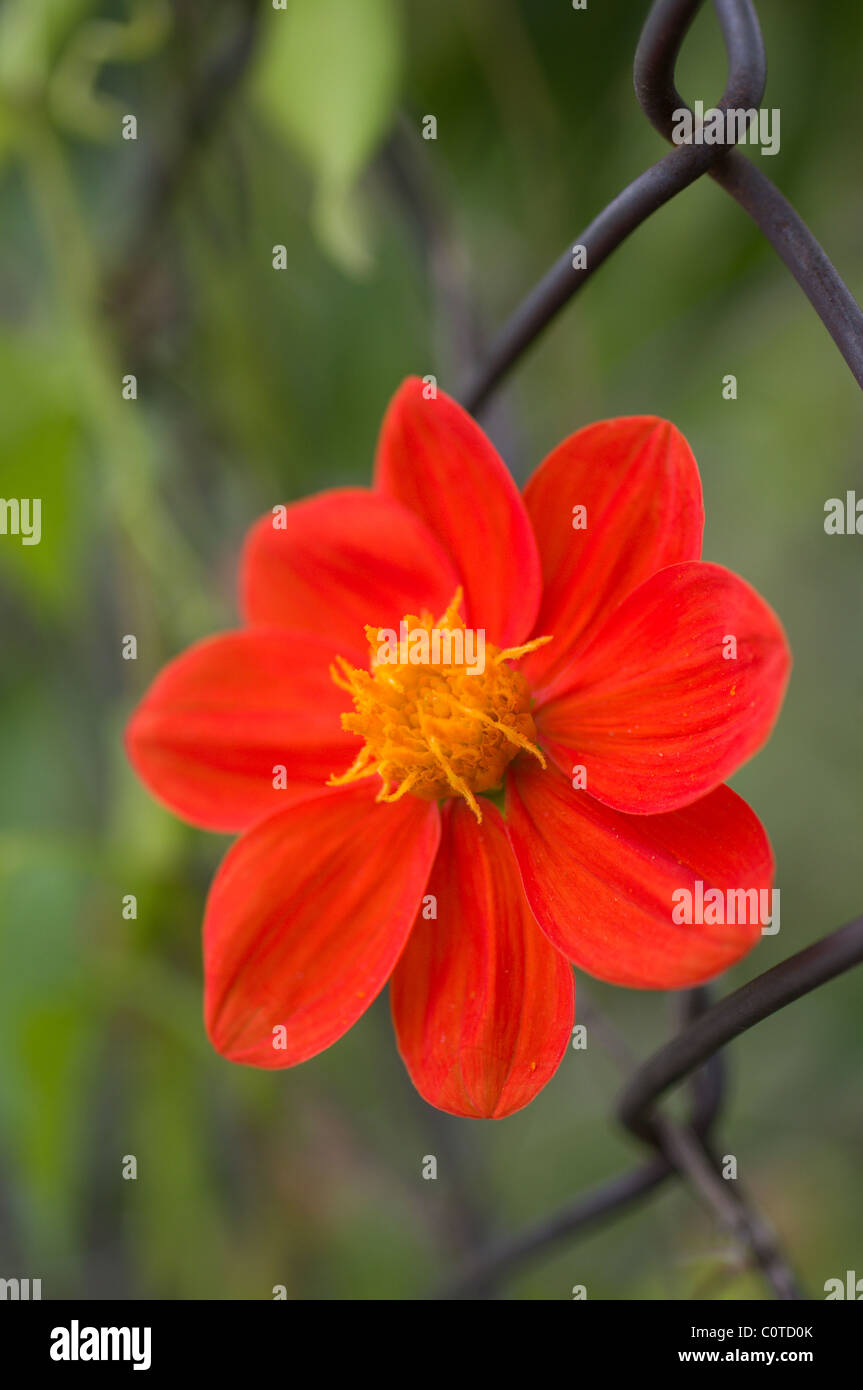 Photo of a wild red Dahlia flower (Dahlia coccinea) through a fence ...
