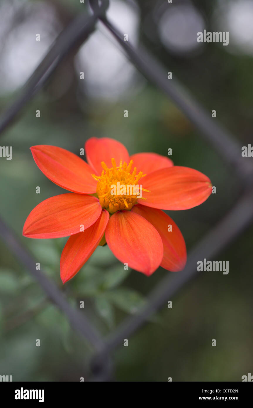 Photo of a wild red Dahlia flower (Dahlia coccinea) through a fence ...